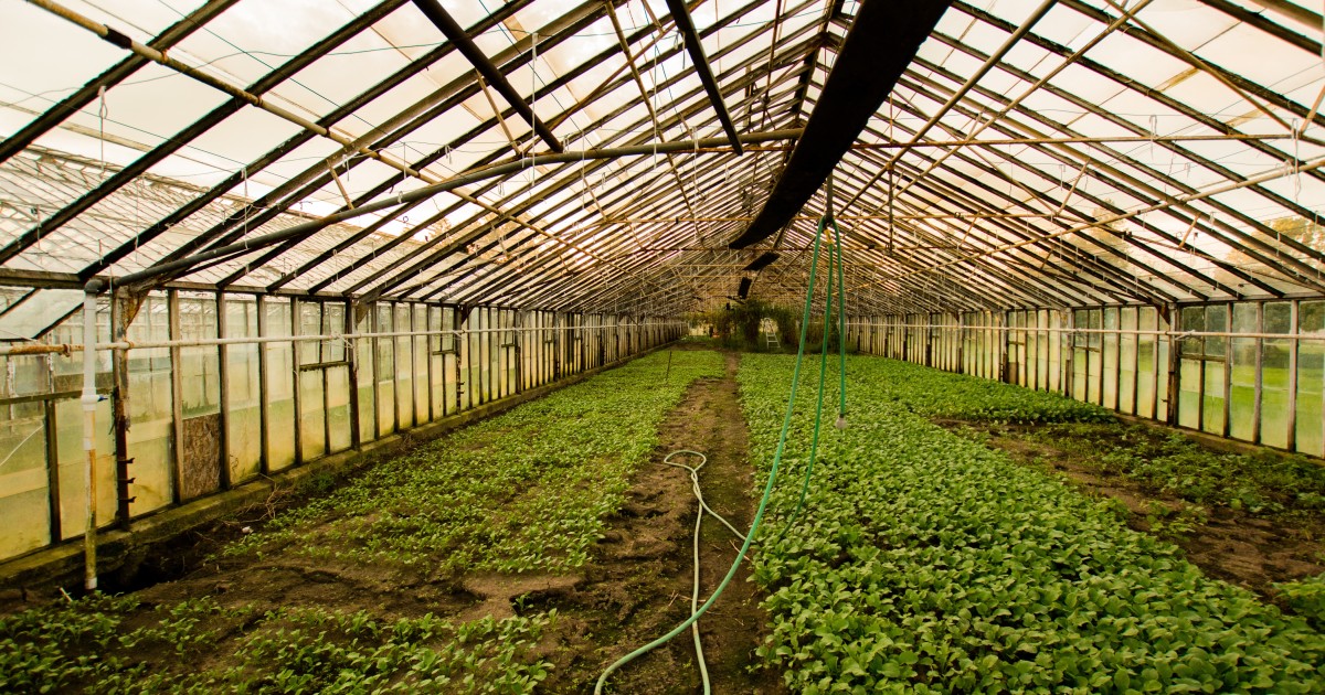 Revolutionizing Agriculture: Green Technology's Impact on Sustainable ...